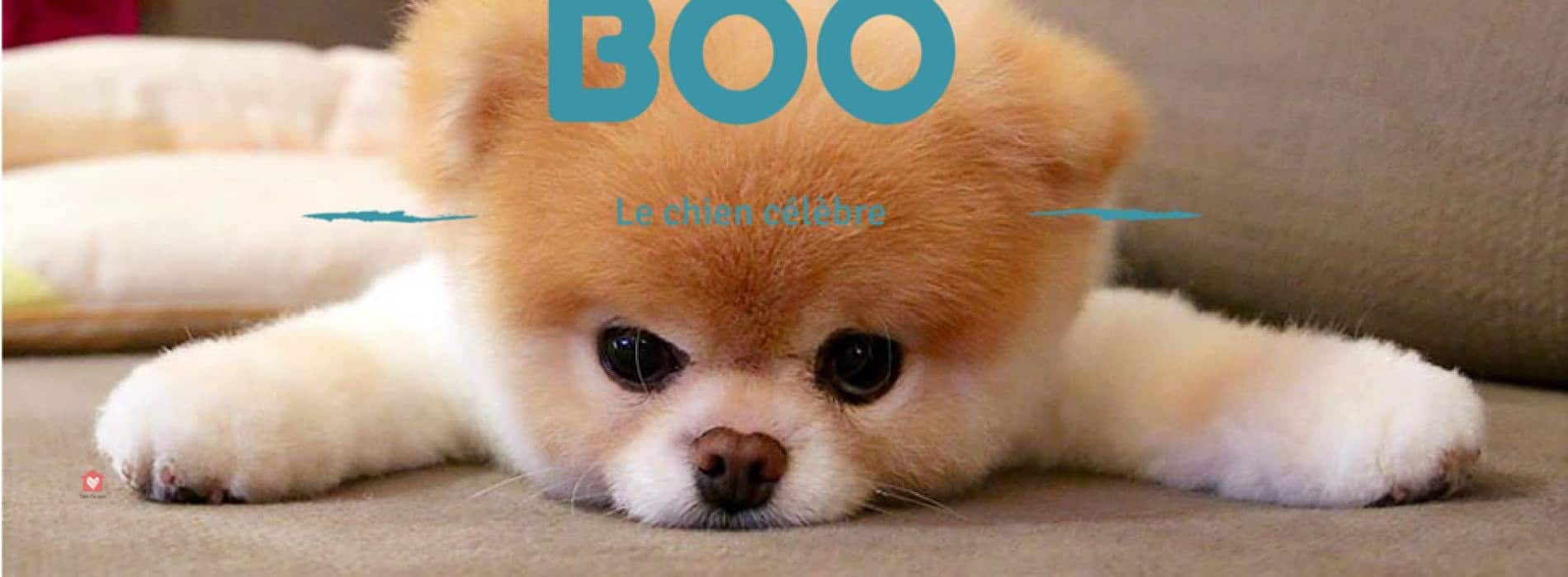 Boo, le chien célèbre » Blog - Take Me Home
