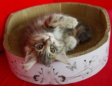 Fabriquer un griffoir : 5 solutions pas chères ! » Blog - Take Me Home