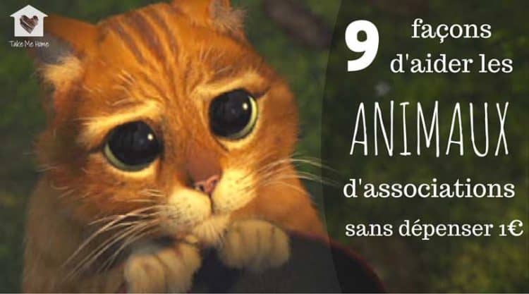 Créer une association de protection animale : comment faire ? » Blog ...