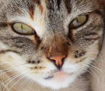 Adopter un chaton non sevré, quelles conséquences ? » Blog - Take Me Home