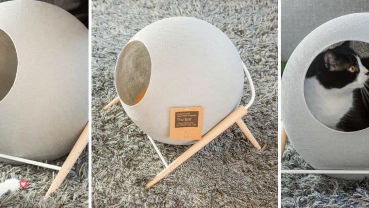 Fabriquer un griffoir : 5 solutions pas chères ! » Blog - Take Me Home